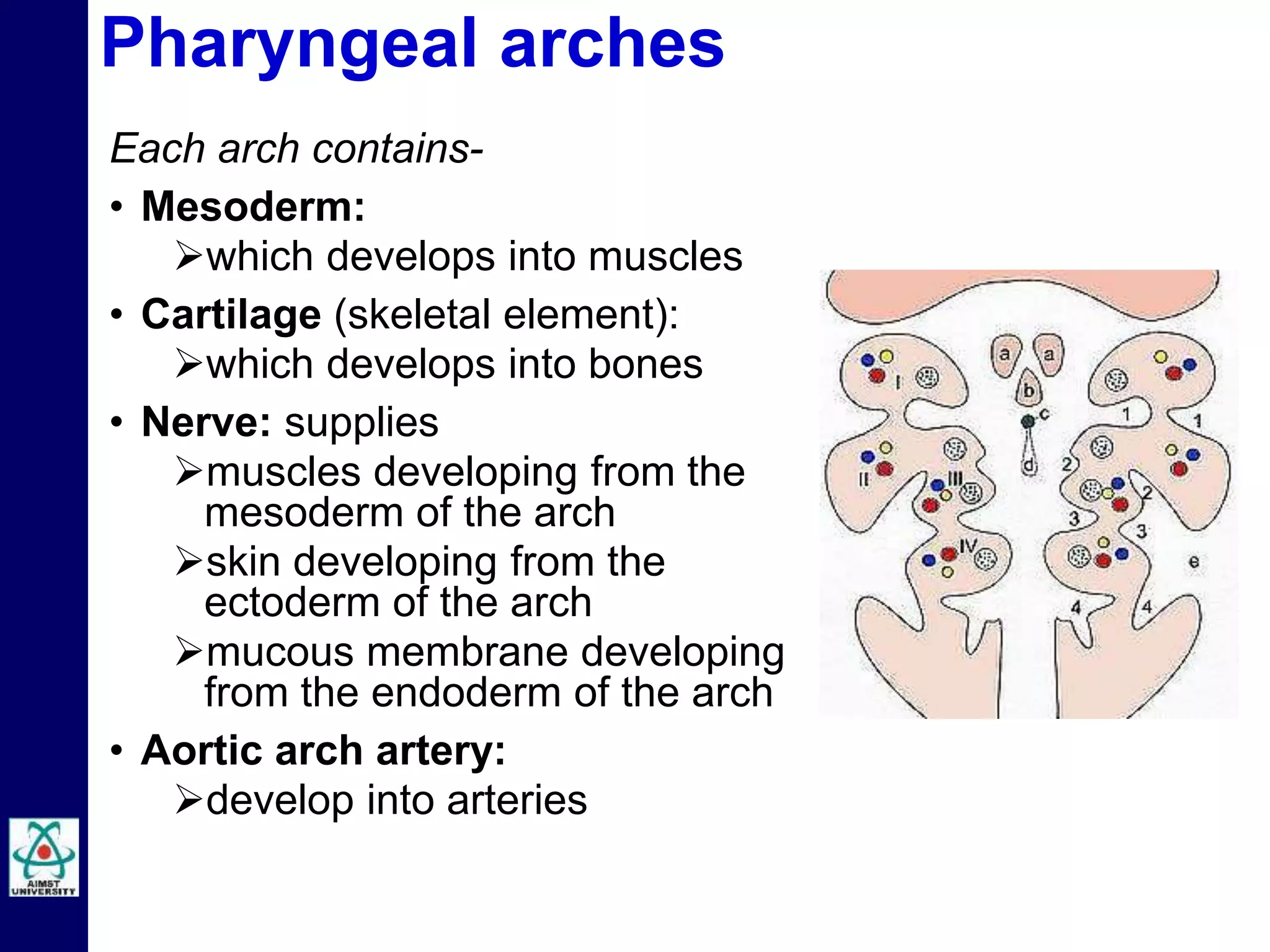 Embryology of Pharyngeal Arches by Dr Niazur Rahman | PPTX