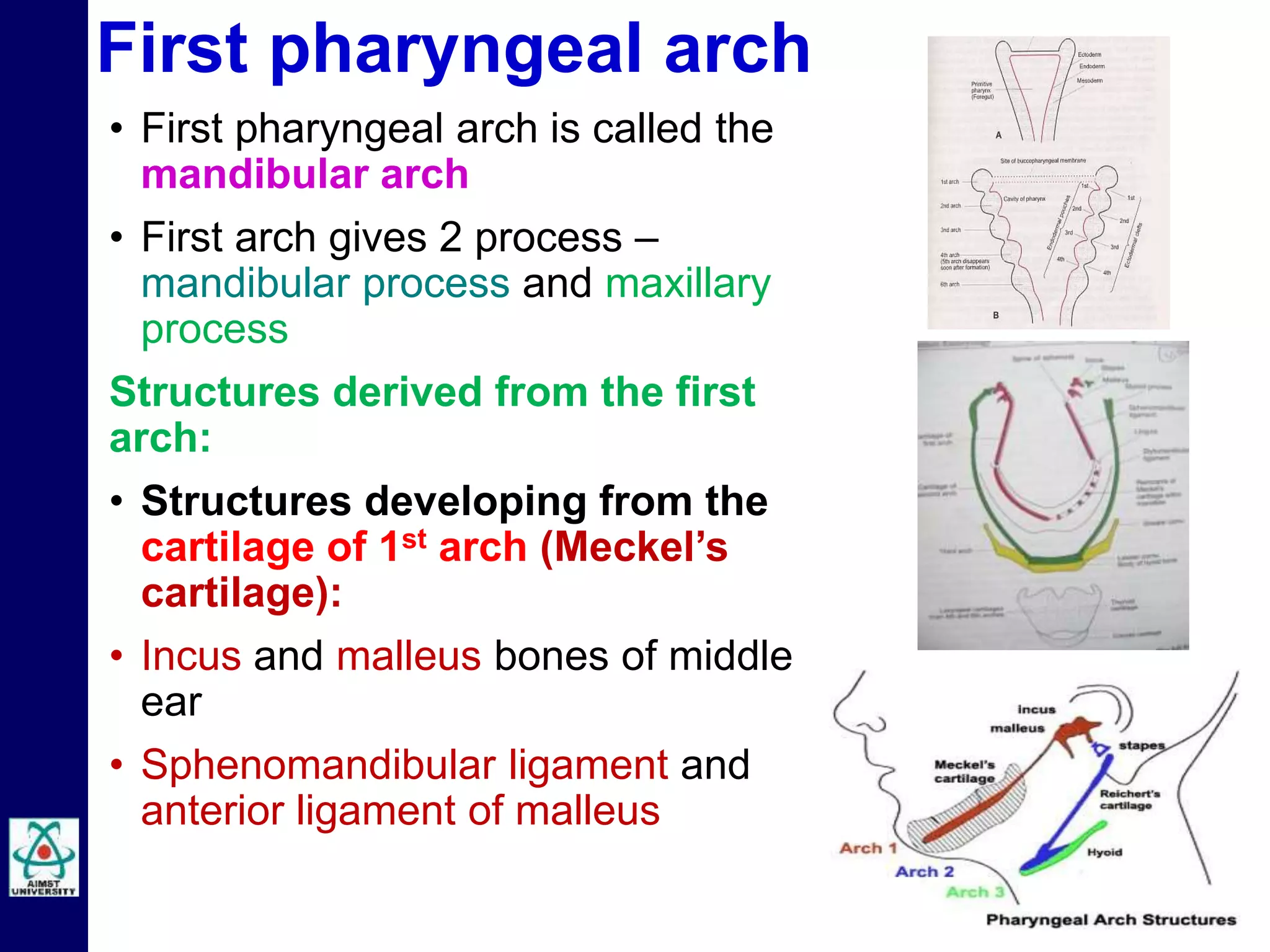 Embryology of Pharyngeal Arches by Dr Niazur Rahman | PPTX