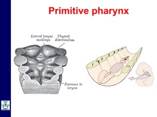 Embryology of Pharyngeal Arches by Dr Niazur Rahman | PPTX