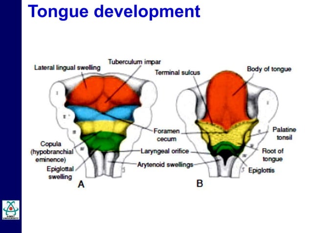 Embryology of Pharyngeal Arches by Dr Niazur Rahman | PPTX | Ear, Nose ...
