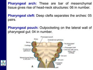 Embryology of Pharyngeal Arches by Dr Niazur Rahman | PPTX