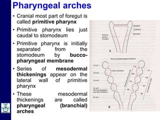 Embryology of Pharyngeal Arches by Dr Niazur Rahman | PPTX