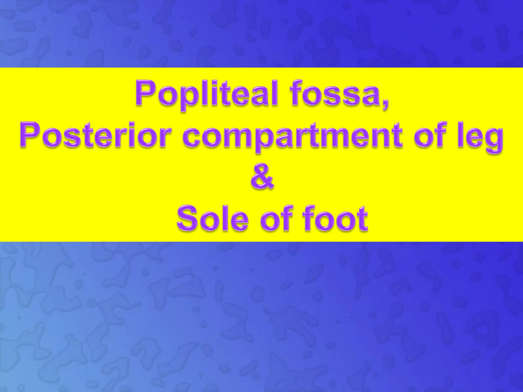 L16) Popliteal fossa & back of leg & sole foot.pdf