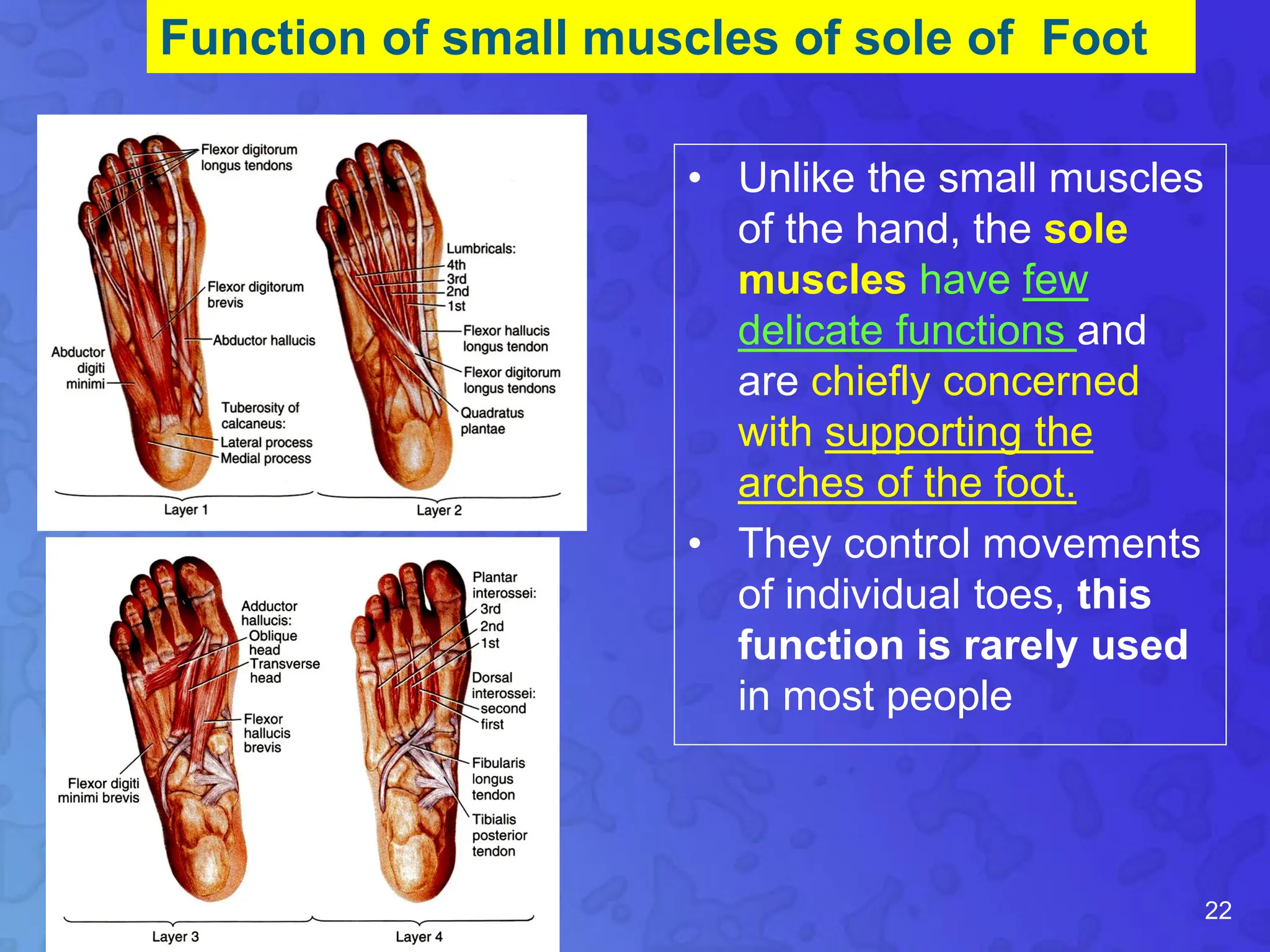 L16) Popliteal fossa & back of leg & sole foot.pdf