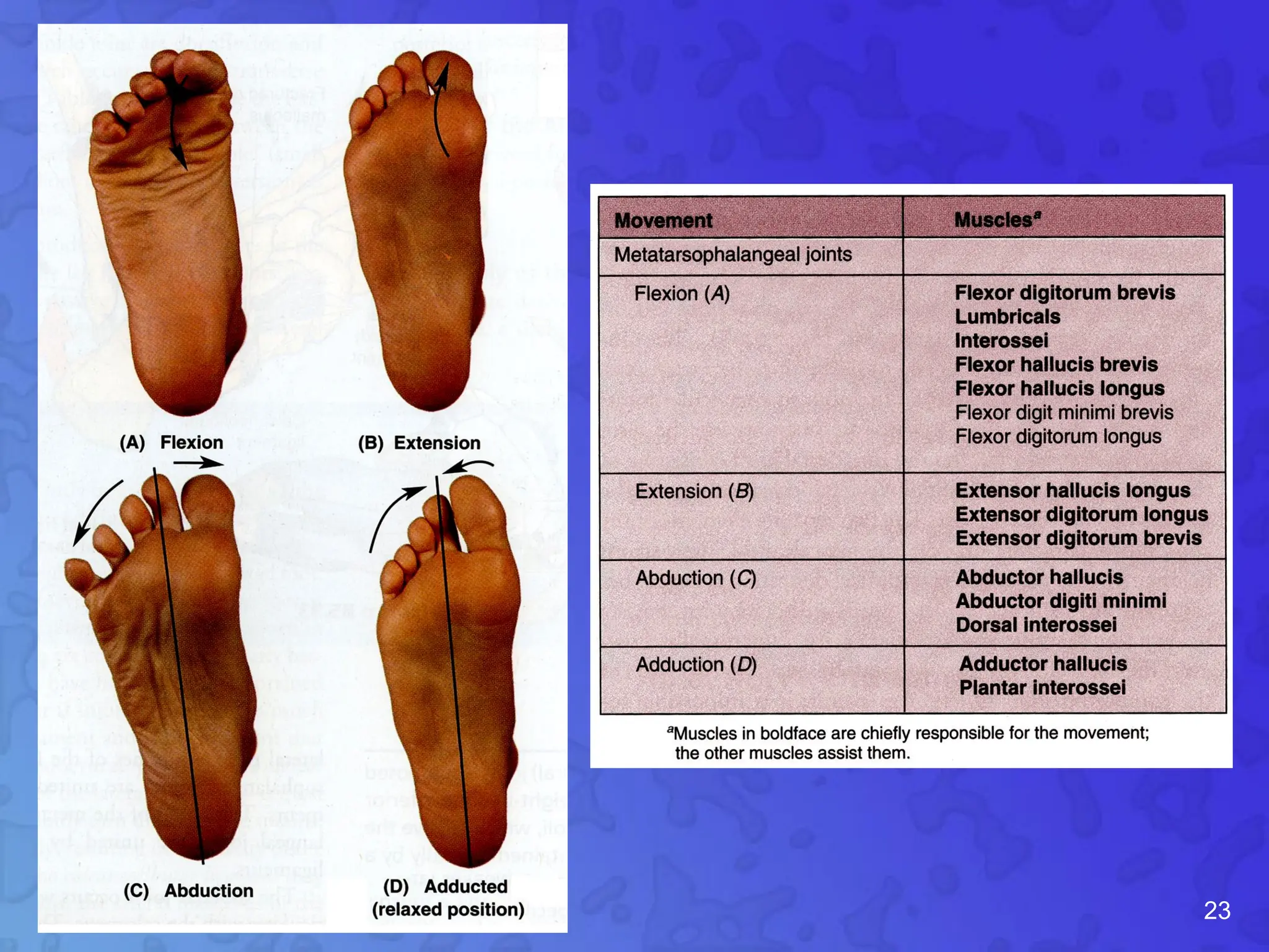 L16) Popliteal fossa & back of leg & sole foot.pdf