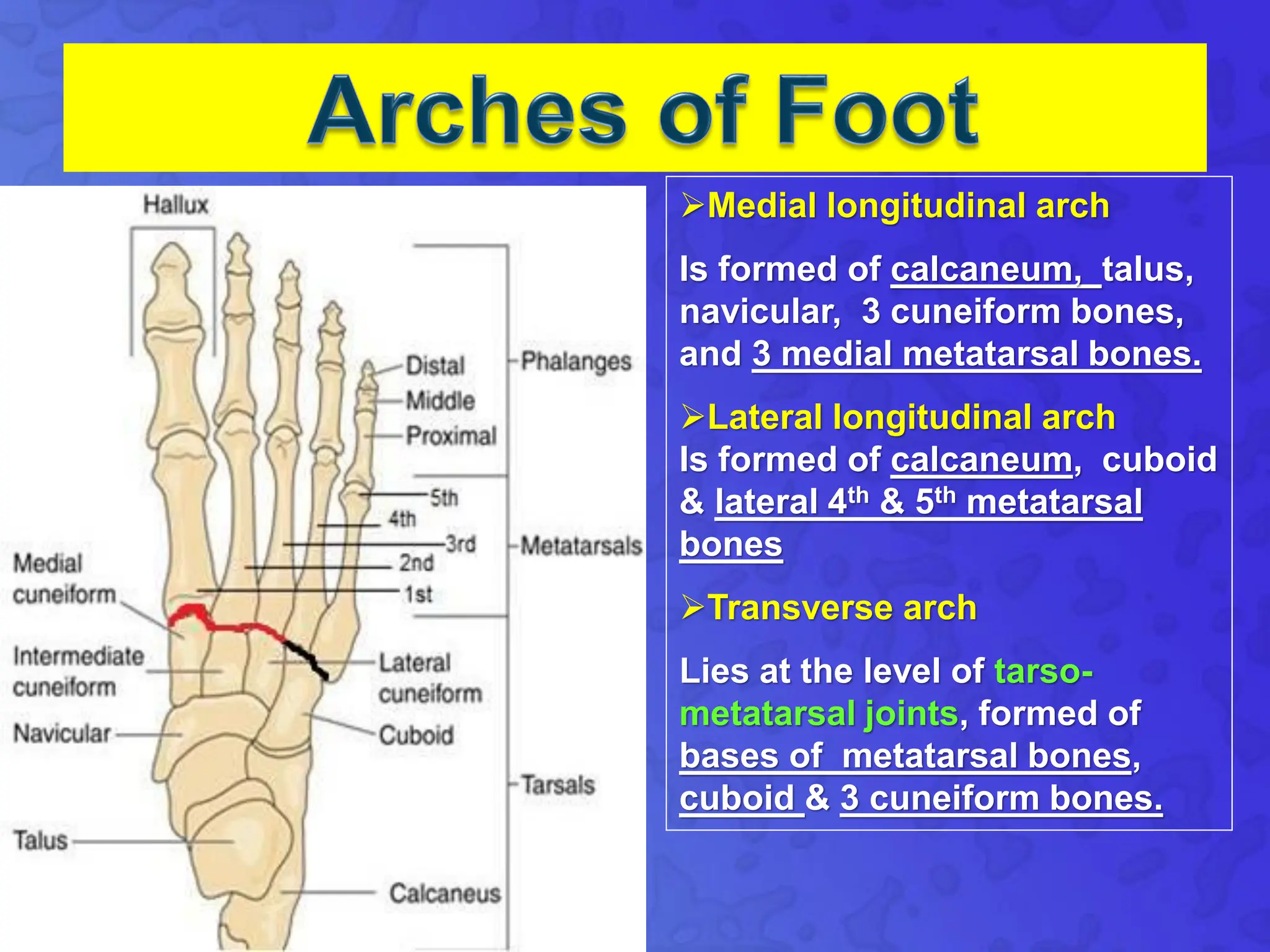 L16) Popliteal fossa & back of leg & sole foot.pdf