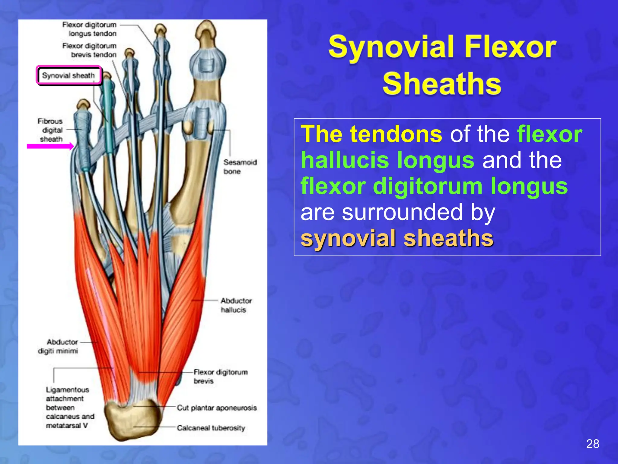 L16) Popliteal fossa & back of leg & sole foot.pdf