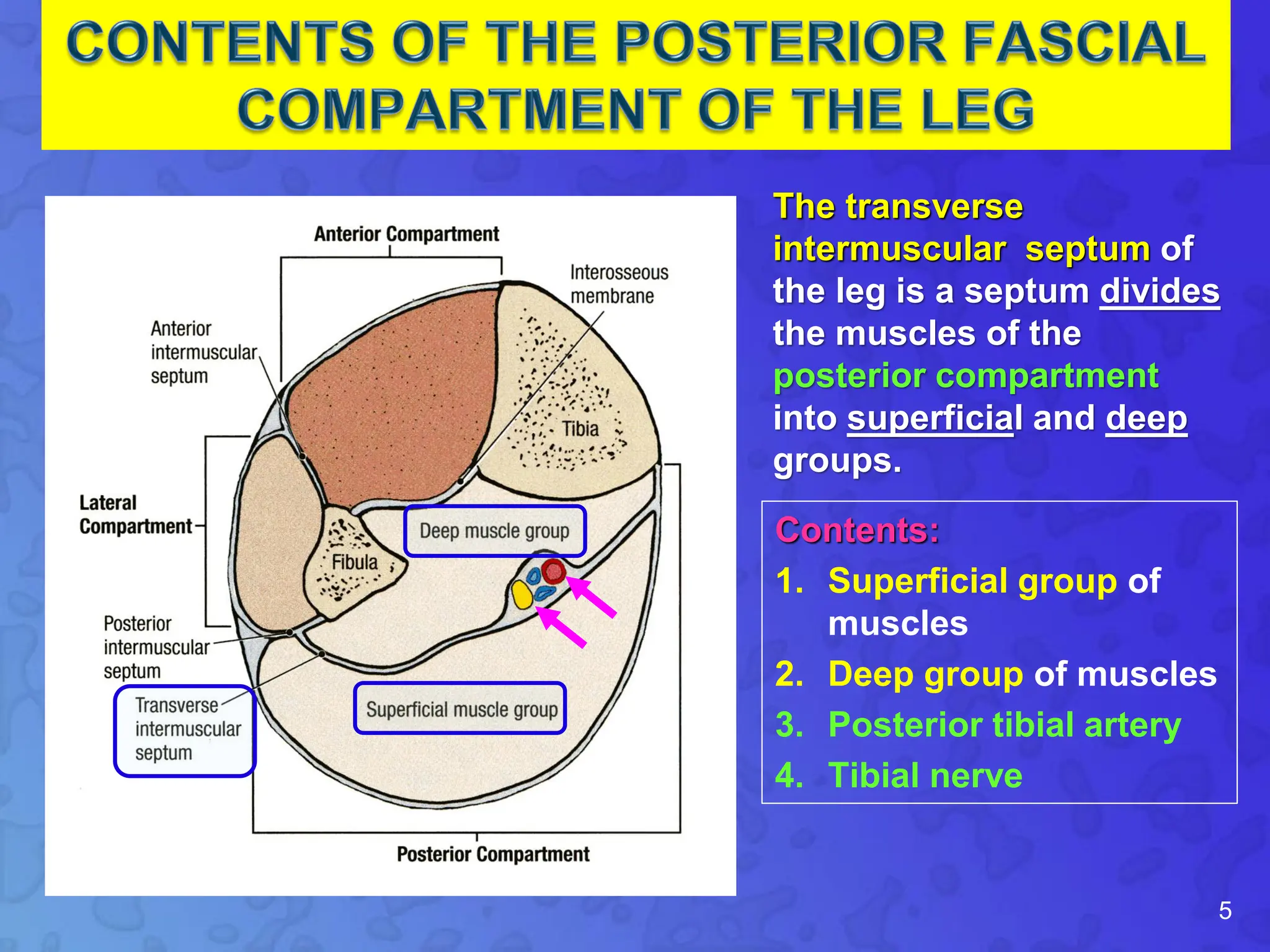 L16) Popliteal fossa & back of leg & sole foot.pdf
