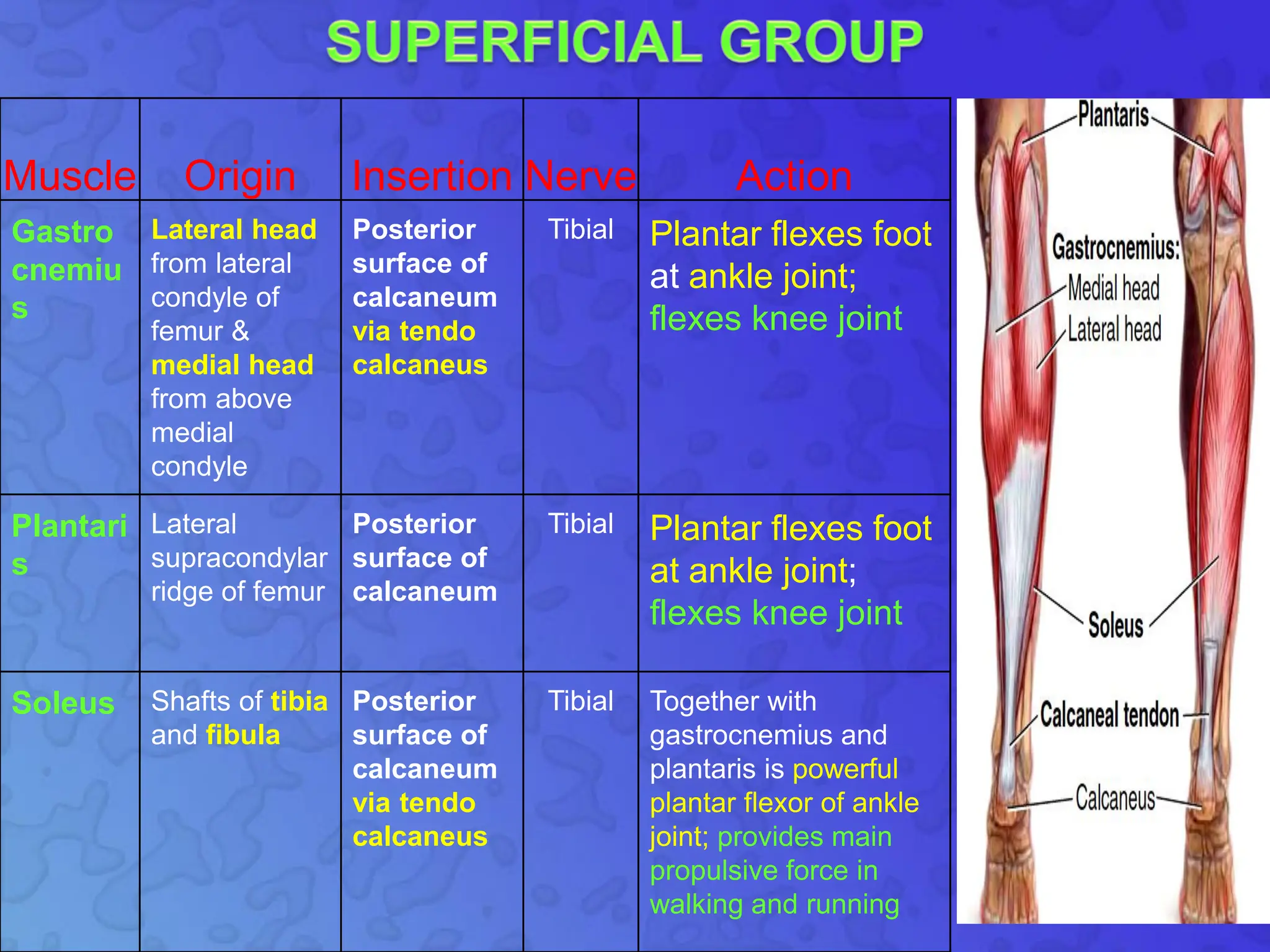 L16) Popliteal fossa & back of leg & sole foot.pdf