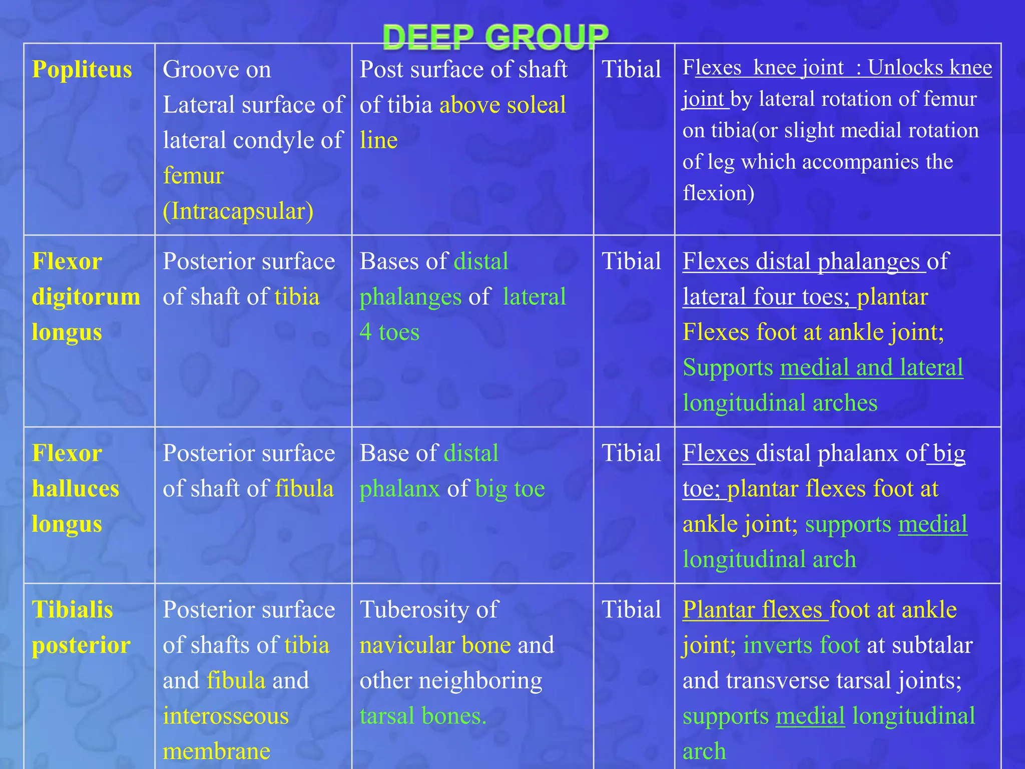 L16) Popliteal fossa & back of leg & sole foot.pdf