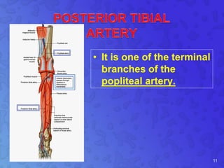 L16) Popliteal fossa & back of leg & sole foot.pdf