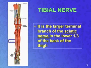 L16) Popliteal fossa & back of leg & sole foot.pdf