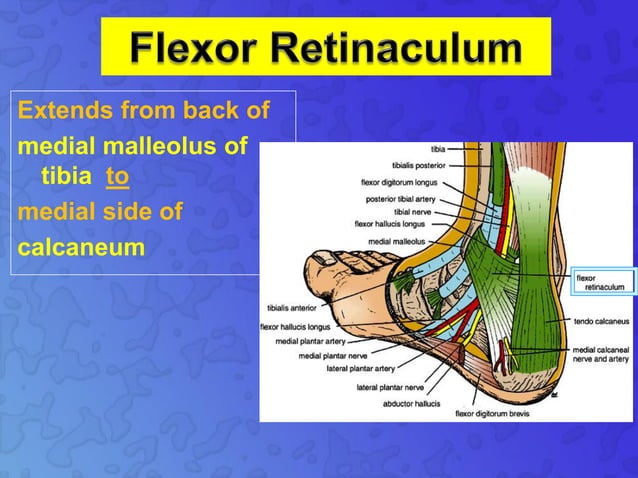 L16) Popliteal fossa & back of leg & sole foot.pdf | Death, Injury, or ...