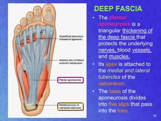 L16) Popliteal fossa & back of leg & sole foot.pdf