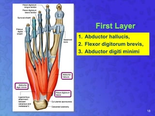 L16) Popliteal fossa & back of leg & sole foot.pdf