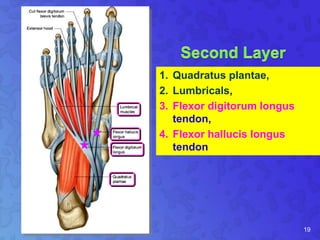 L16) Popliteal fossa & back of leg & sole foot.pdf
