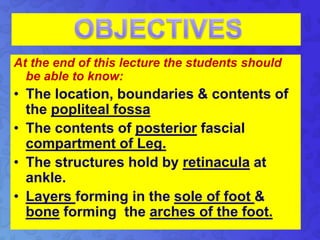L16) Popliteal fossa & back of leg & sole foot.pdf