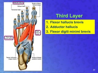 L16) Popliteal fossa & back of leg & sole foot.pdf