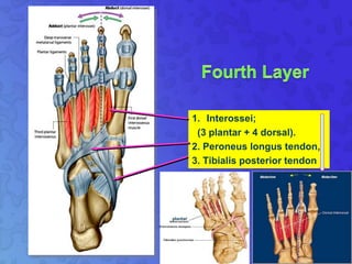 L16) Popliteal fossa & back of leg & sole foot.pdf