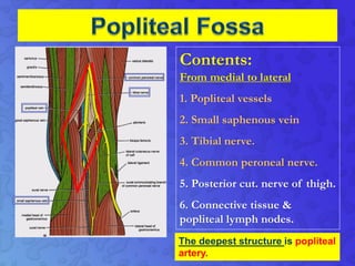 L16) Popliteal fossa & back of leg & sole foot.pdf