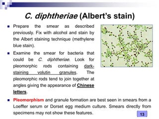 Medical Microbiology Laboratory (Corynebacterium and Listeria) | PPT