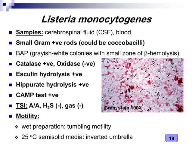 Medical Microbiology Laboratory (Corynebacterium and Listeria) | PPT
