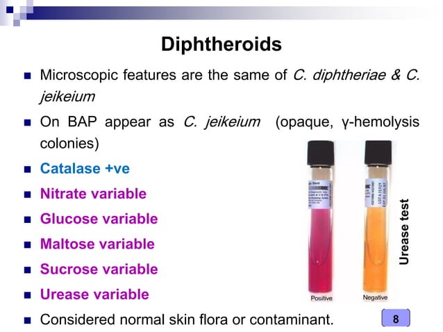 Medical Microbiology Laboratory (Corynebacterium and Listeria) | PPT