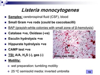 Gram Positive Rods In Csf
