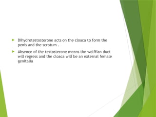 L17- PUBERTY.pptx. . | PPTX
