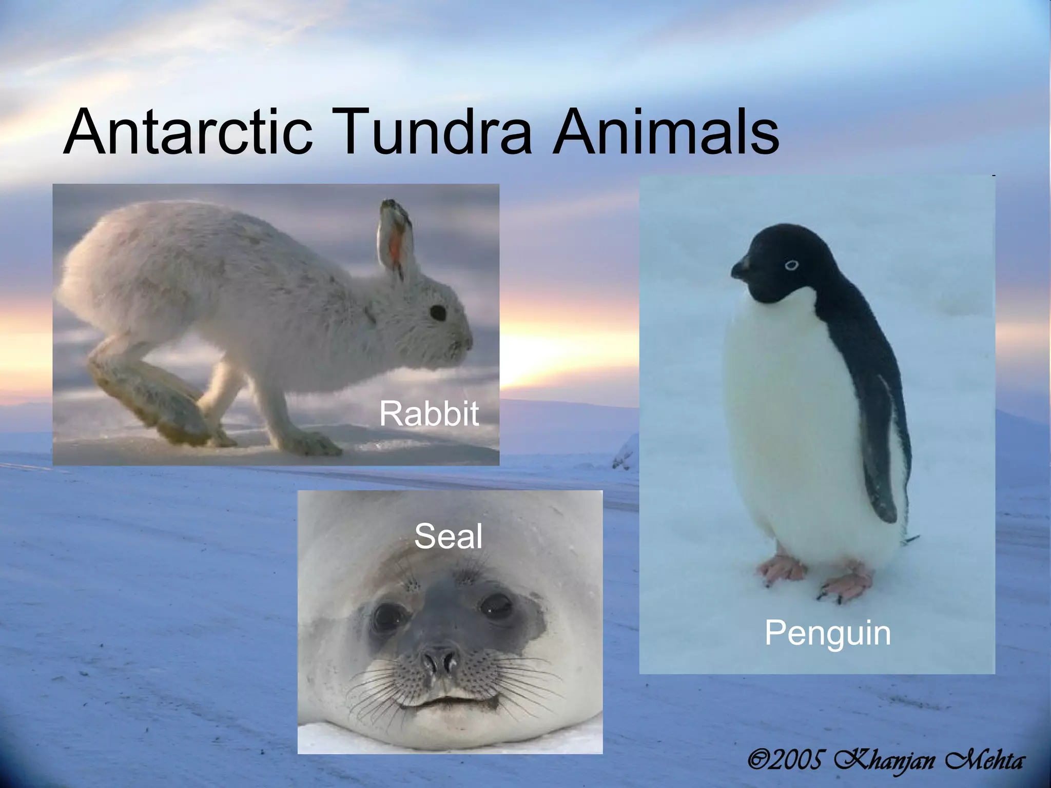 l18 Tundra Project | PPT