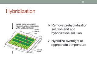 L18. analysis of rna and northern hybridization | PPTX