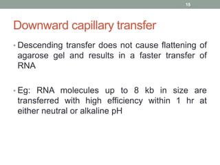 L18. analysis of rna and northern hybridization | PPTX