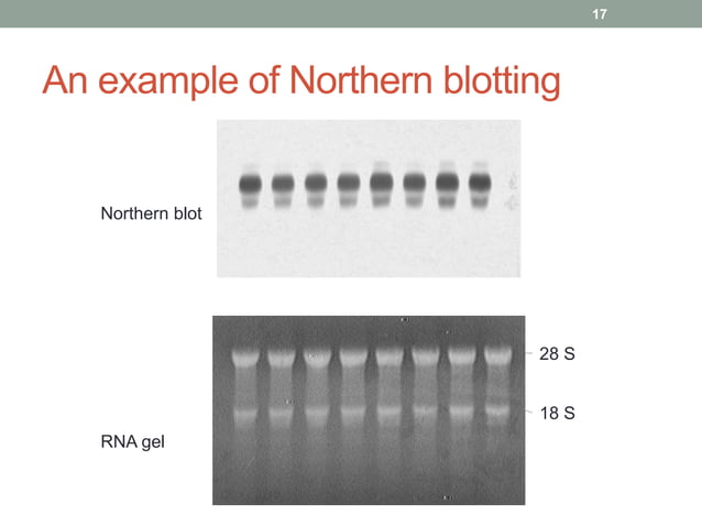 L18. analysis of rna and northern hybridization | PPTX | Chemistry ...