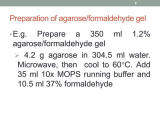L18. analysis of rna and northern hybridization | PPTX