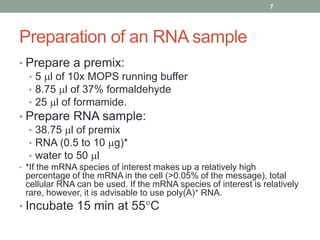 L18. analysis of rna and northern hybridization | PPTX