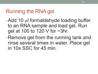 L18. analysis of rna and northern hybridization | PPTX