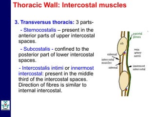 Anatomy of the Thorax by Dr Niazur Rahman | PPTX