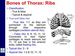 Anatomy of the Thorax by Dr Niazur Rahman | PPT