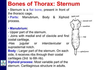 Anatomy of the Thorax by Dr Niazur Rahman | PPT
