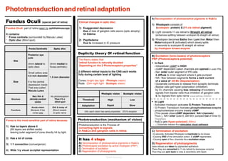L19. Phototransduction & retinal adaptation in three pages | PDF