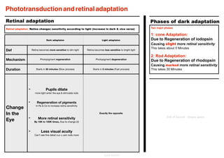 L19. Phototransduction & retinal adaptation in three pages | PDF