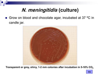 Medical Microbiology Laboratory (Neisseria spp.) | PDF
