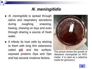 Medical Microbiology Laboratory (Neisseria spp.) | PDF