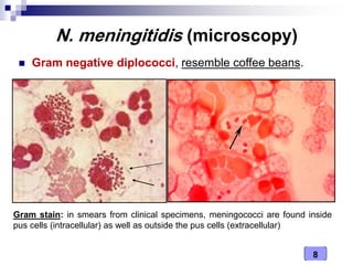 Medical Microbiology Laboratory (Neisseria spp.) | PDF