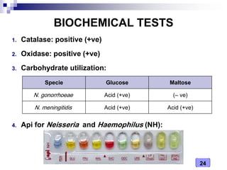 Medical Microbiology Laboratory (Neisseria spp.) | PPT