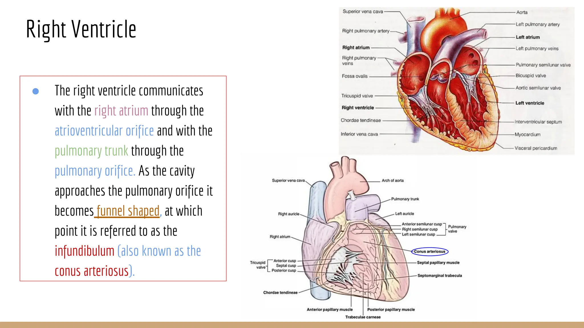 Anatomy of The Heart , valves and chambers etc.pdf