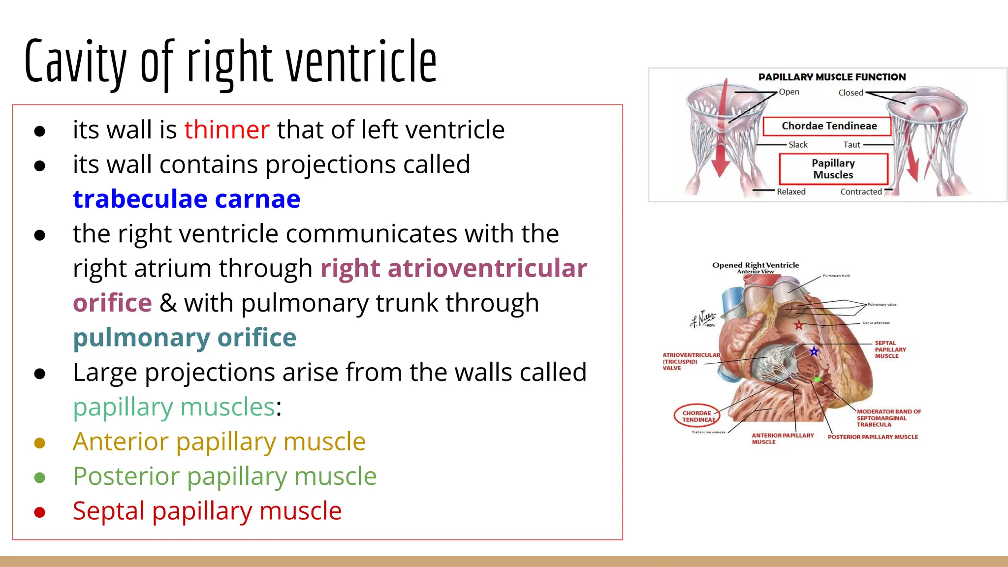 Anatomy of The Heart , valves and chambers etc.pdf