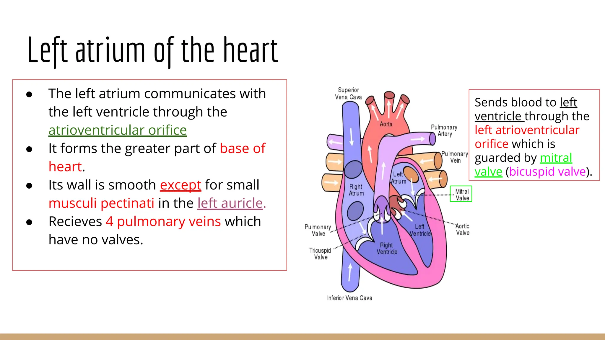 Anatomy of The Heart , valves and chambers etc.pdf