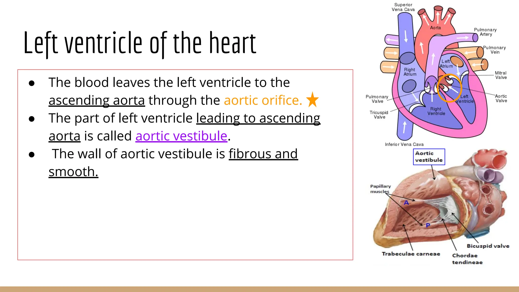 Anatomy of The Heart , valves and chambers etc.pdf