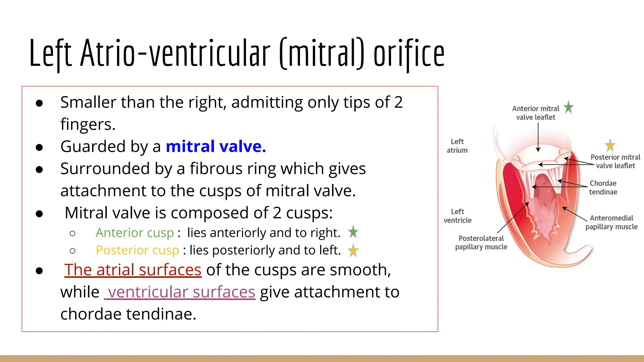 Anatomy of The Heart , valves and chambers etc.pdf